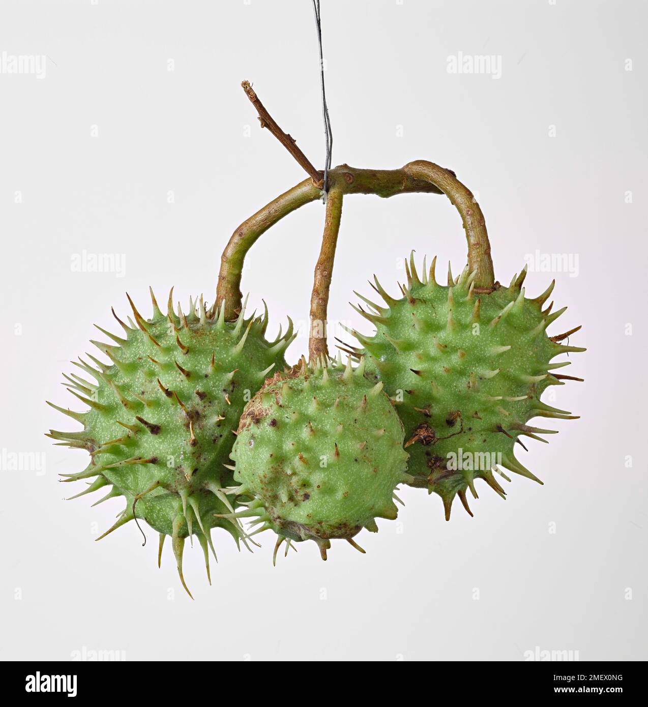 Conkers horse chestnut seeds (Aesculus hippocastanum Stock Photo - Alamy