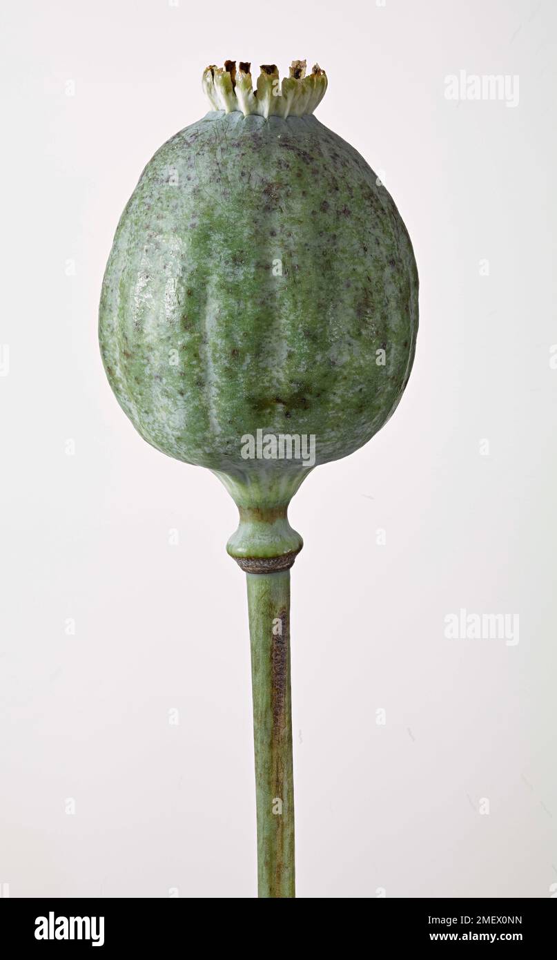 Poppy seed head (Papaver Stock Photo - Alamy