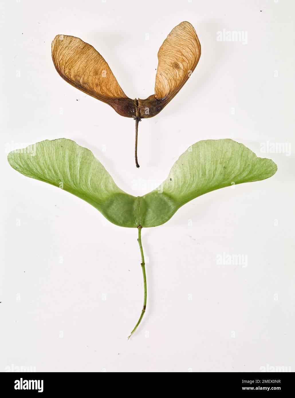 Sycamore seeds (Acer pseudoplatanus Stock Photo - Alamy