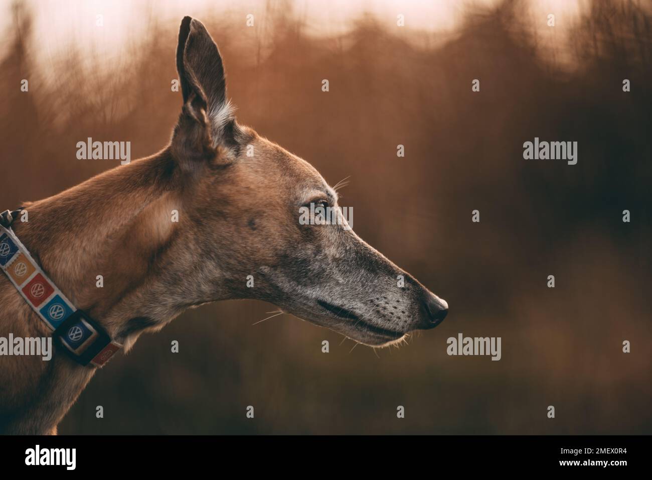 A beautiful side view of a brown dog staring at something Stock Photo ...