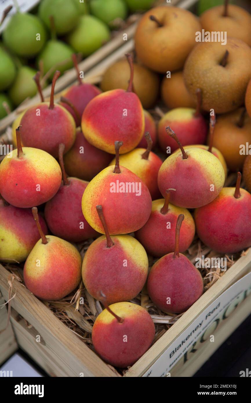 Pear varieties on display at a village fair Stock Photo - Alamy