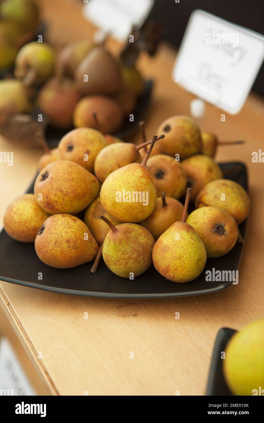 Pear varieties on display at a village fair Stock Photo - Alamy