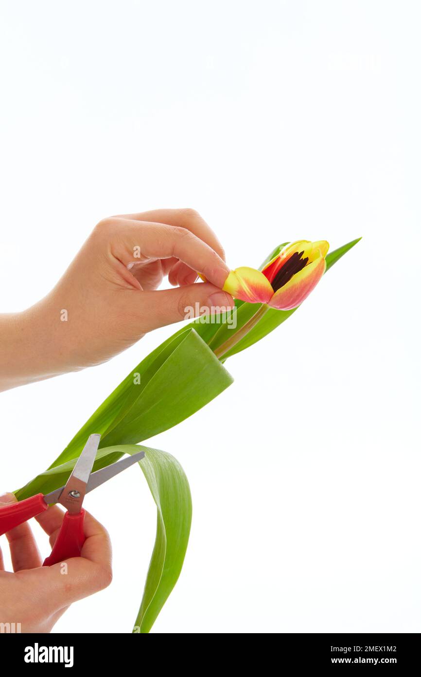 Dissecting a tulip Stock Photo - Alamy