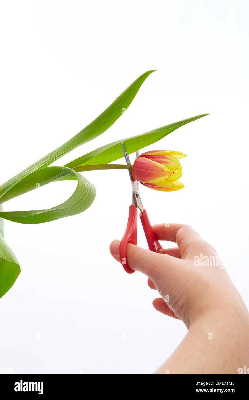 Dissecting a tulip Stock Photo - Alamy