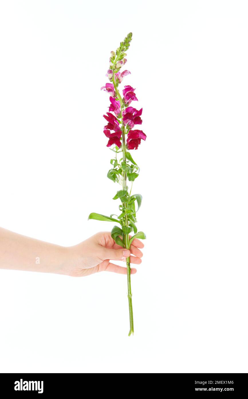 Hand in flowers Cut Out Stock Images & Pictures - Alamy