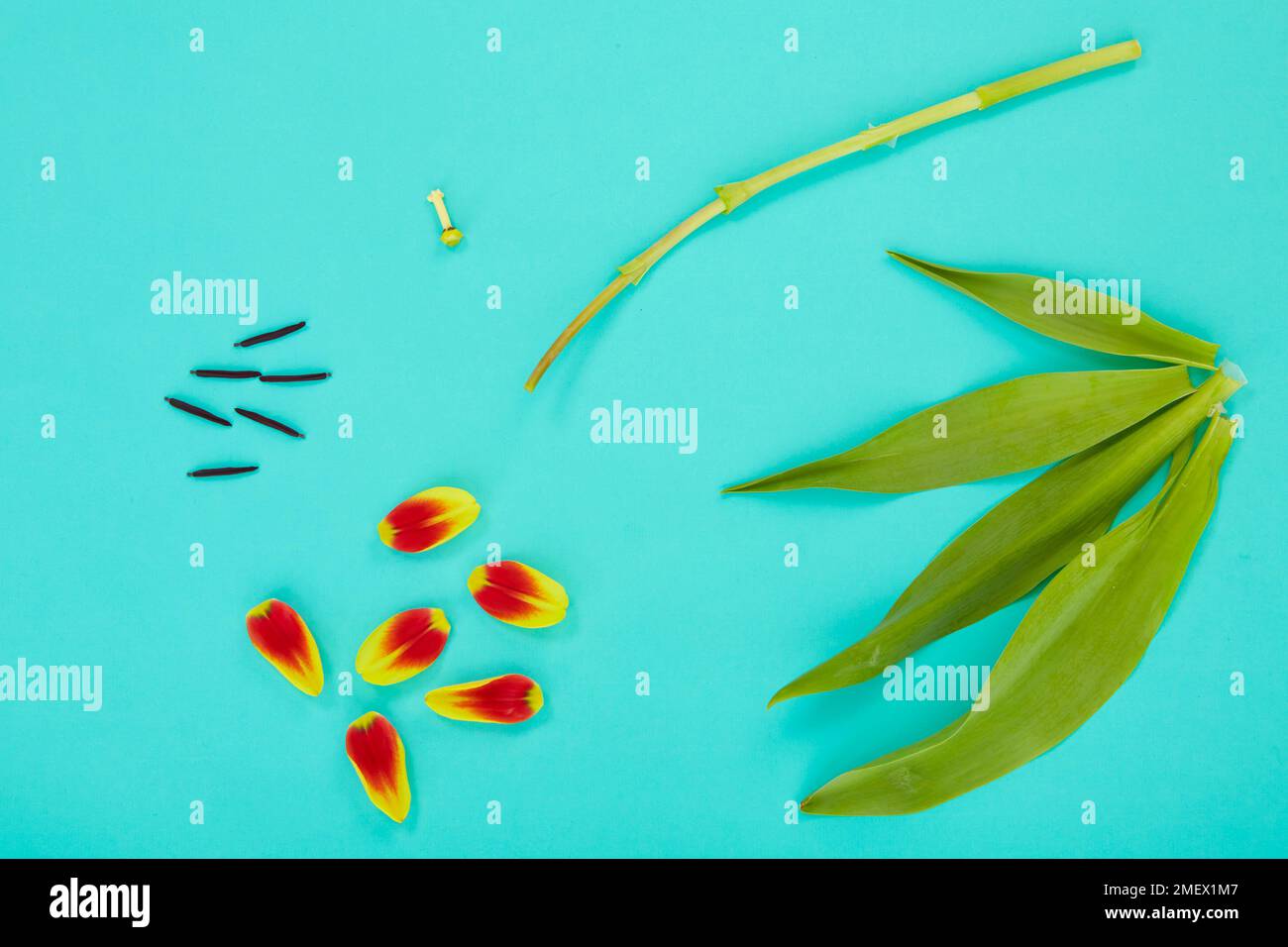 Dissected plant hi-res stock photography and images - Alamy