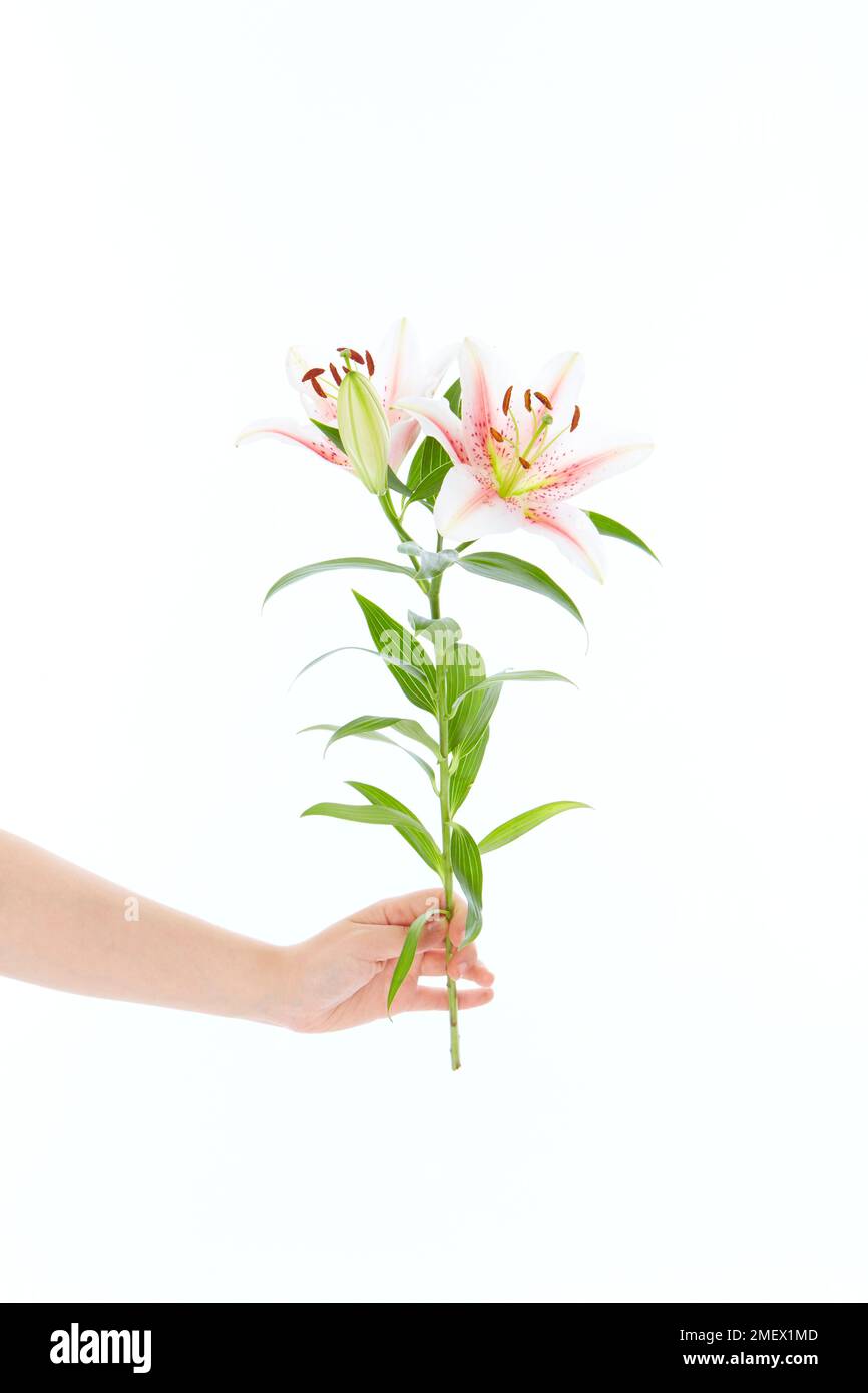 Flower held in a person's hand Stock Photo - Alamy