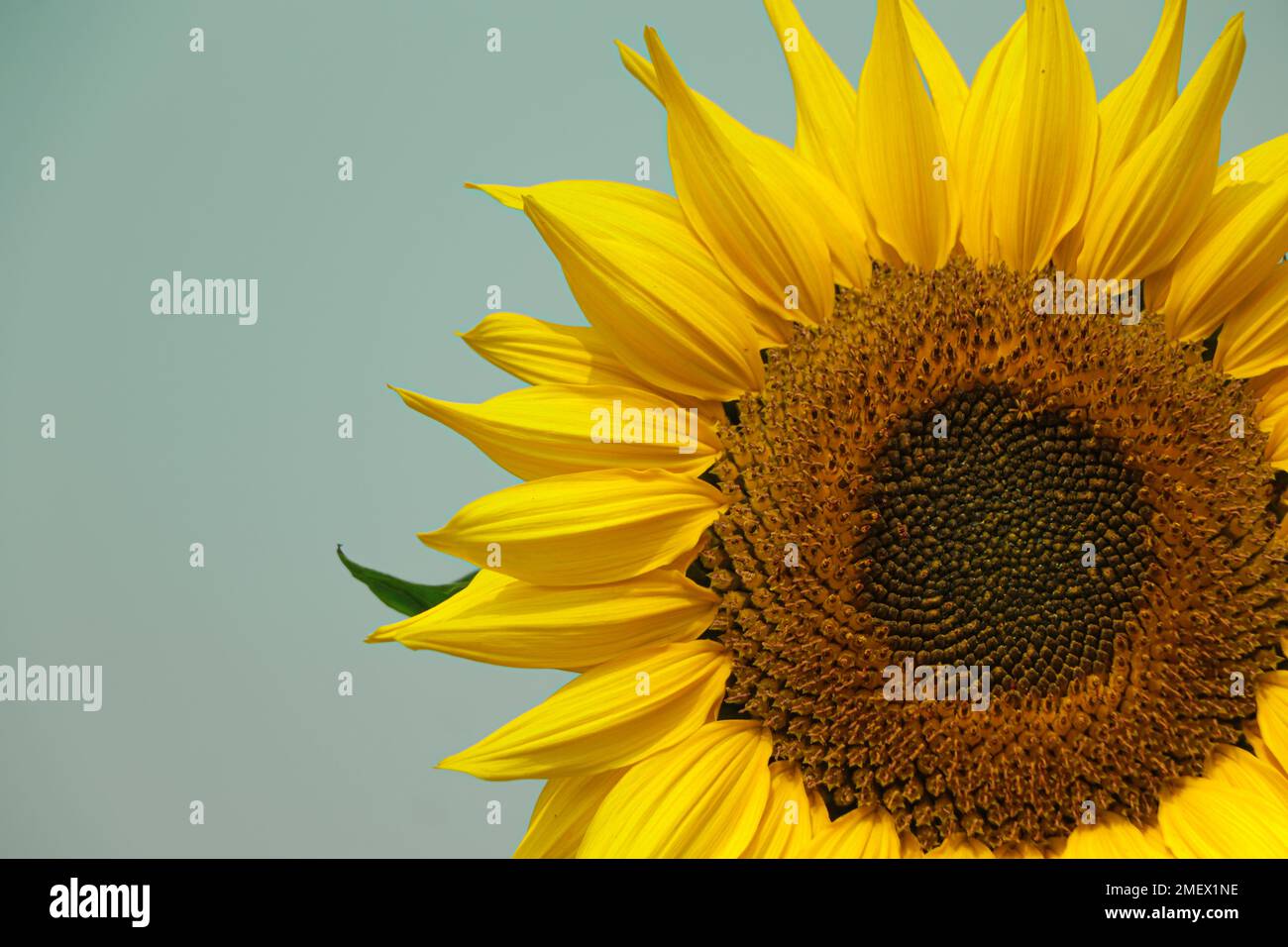 Sunflower in the abundance field with blue bright sky background in ...