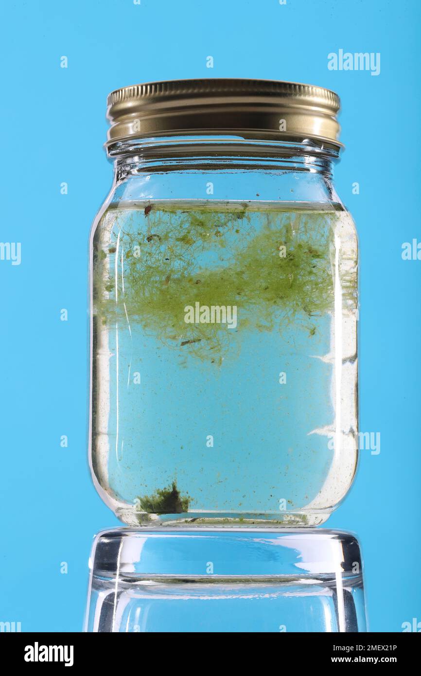 Plant pond life in a glass jar Stock Photo - Alamy