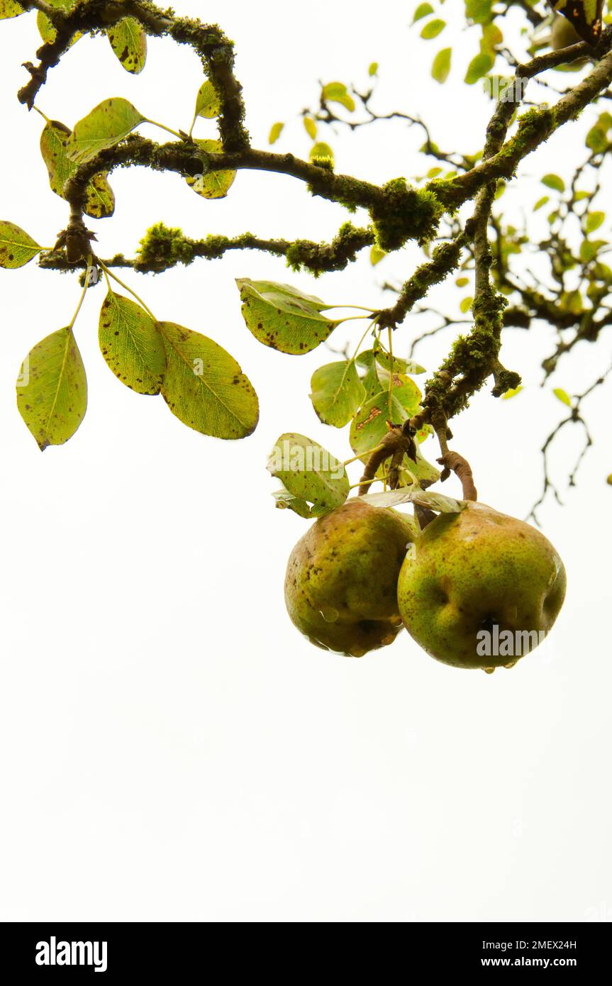 Fruit on tree Stock Photo - Alamy