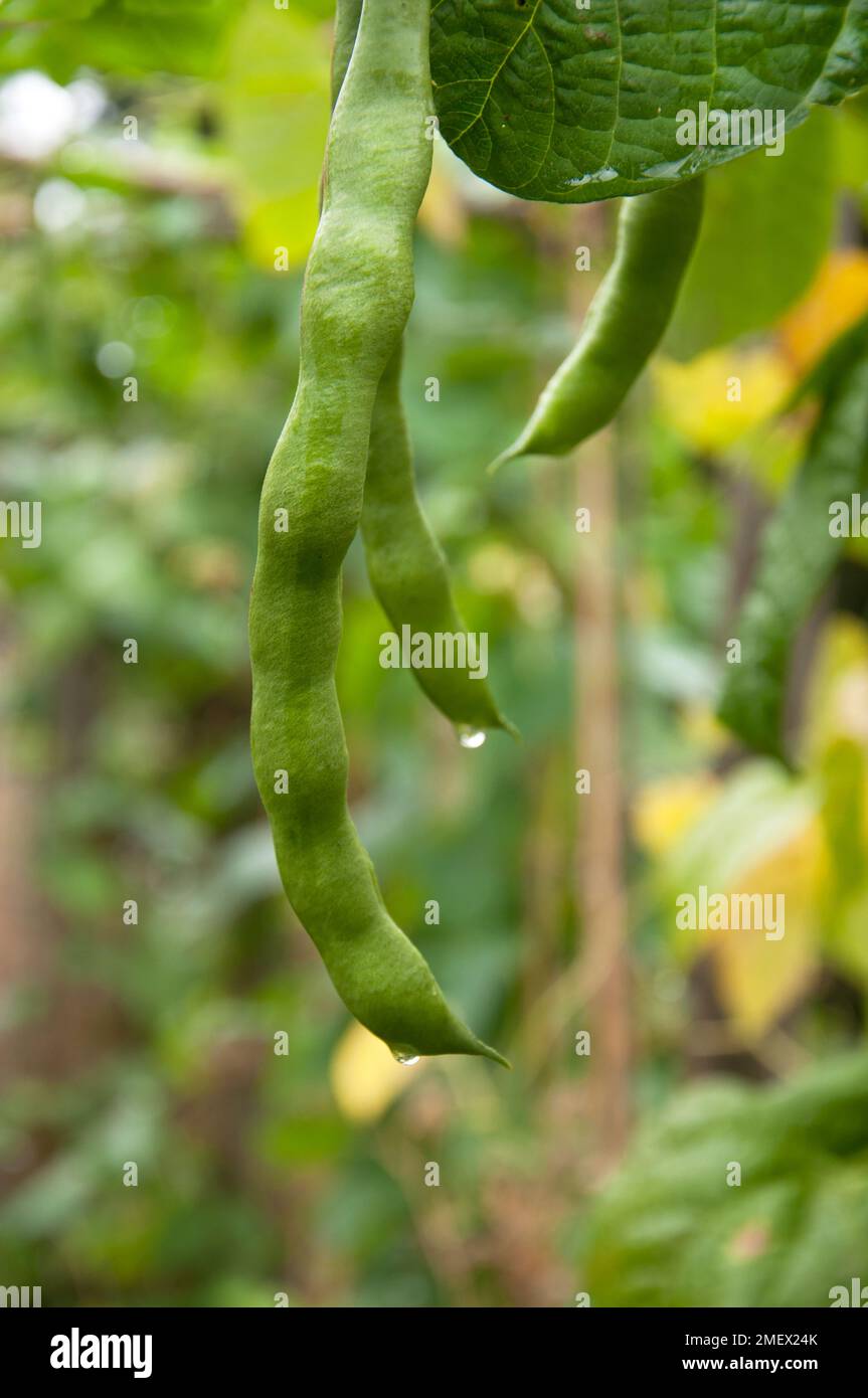 Grass bean hi-res stock photography and images - Alamy