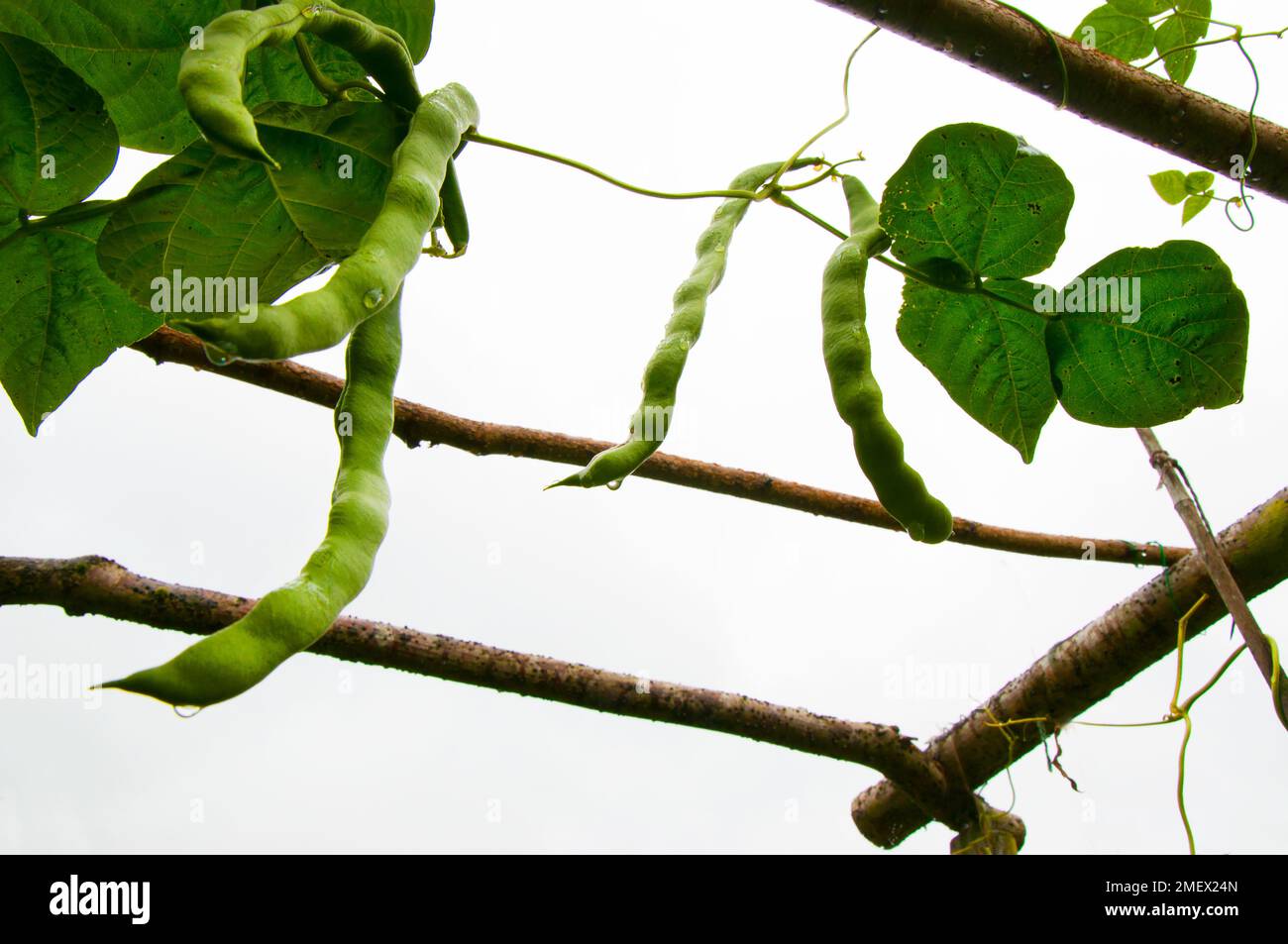 Runner beans grow hi-res stock photography and images - Alamy
