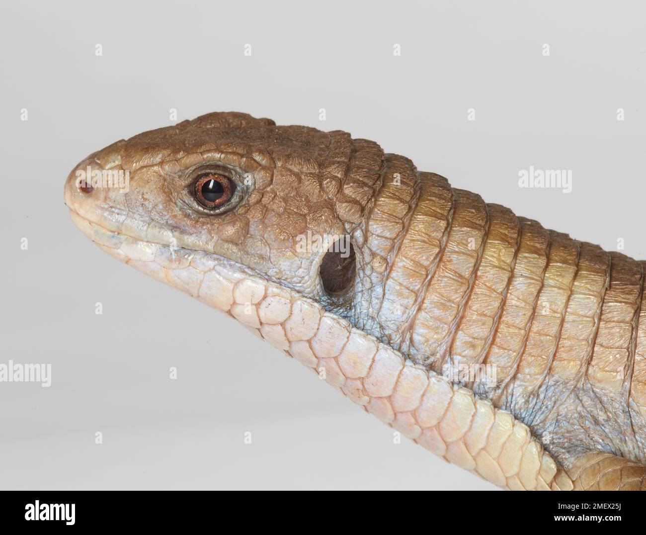 Sudan plated lizard Stock Photo - Alamy