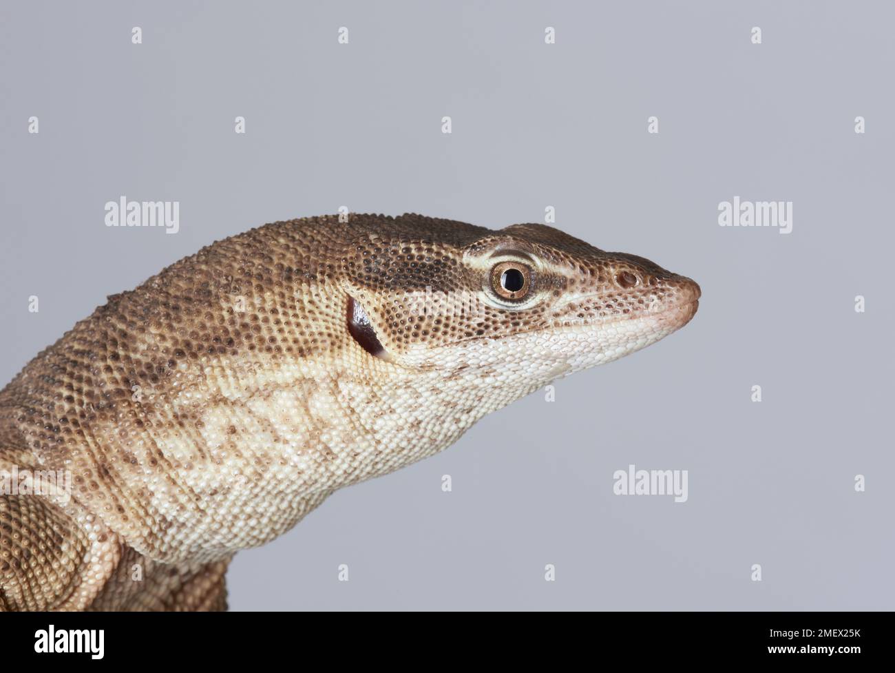 Lizard colour hi-res stock photography and images - Alamy