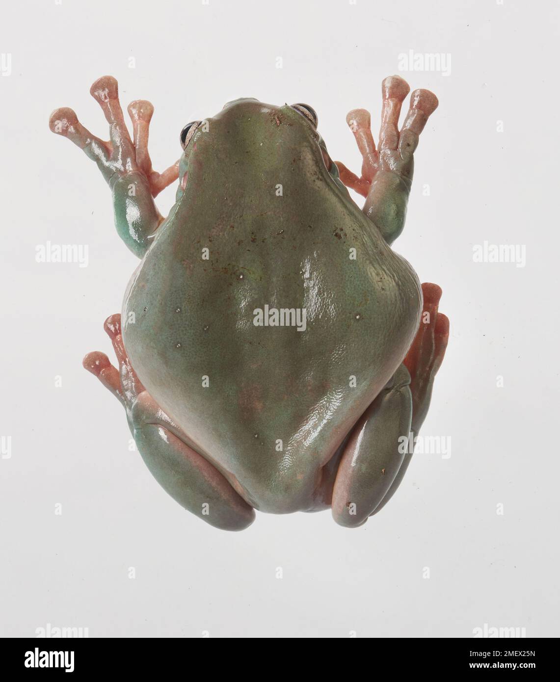 White's tree frog Stock Photo - Alamy