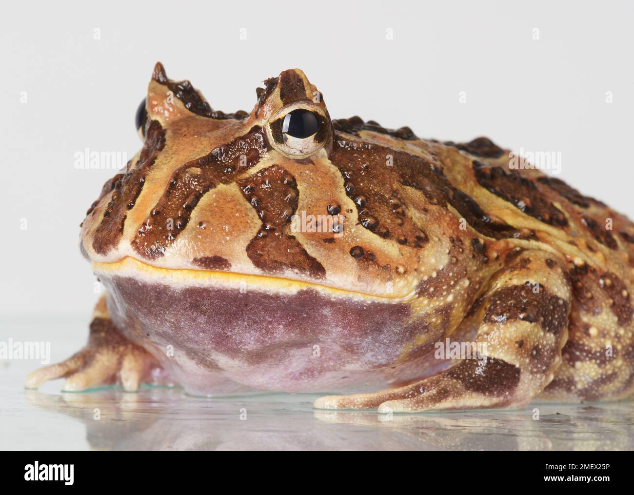 Toad image hi-res stock photography and images - Alamy