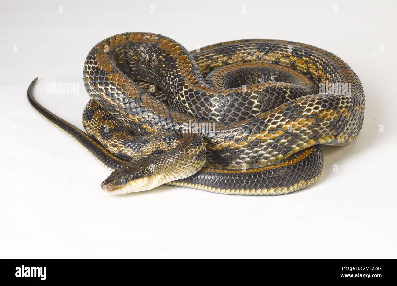 Taiwanese nature hi-res stock photography and images - Alamy