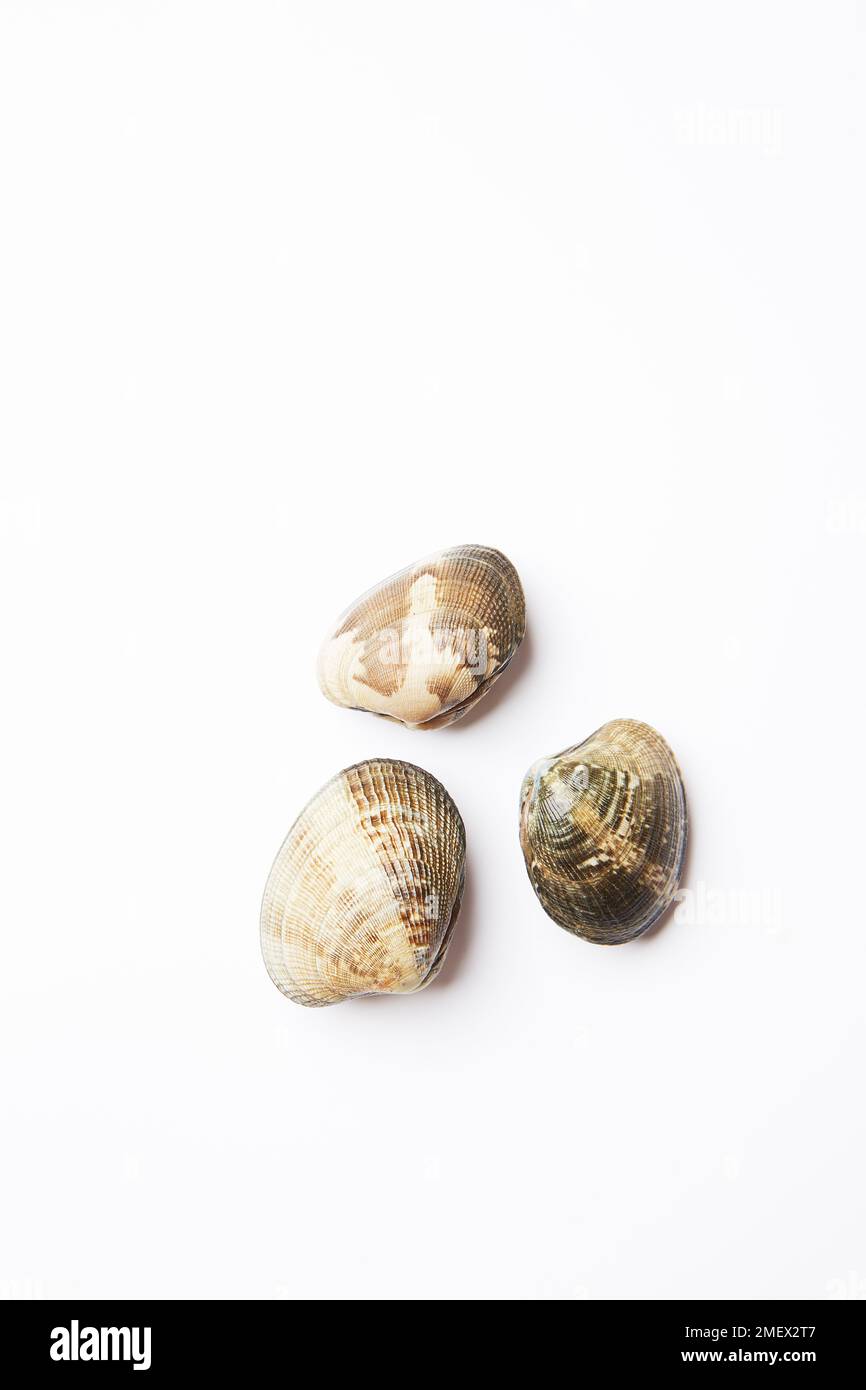 Clams on a white background Stock Photo - Alamy