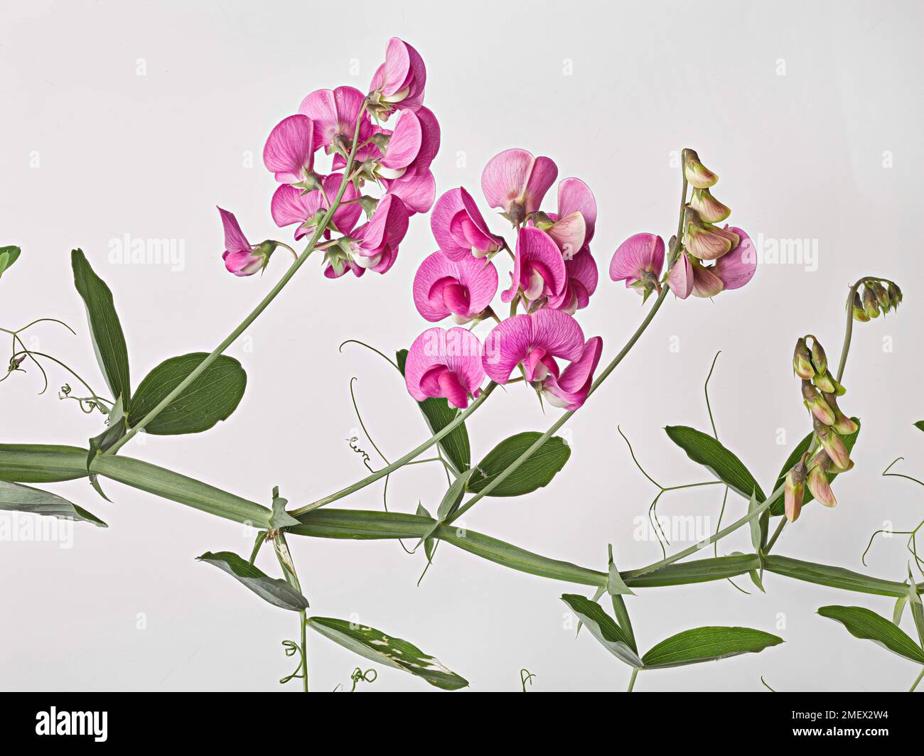 Lathyrus odoratus planting hi-res stock photography and images - Alamy