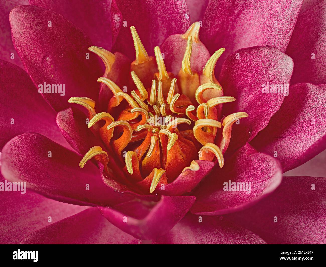 Nymphaea 'Masaniello' Water lily flower detail of stamens Stock Photo ...