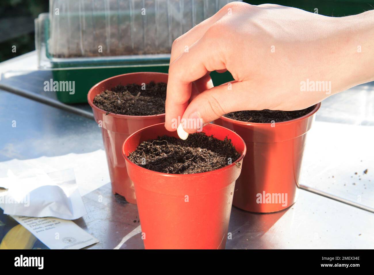 Summer seed hi-res stock photography and images - Alamy