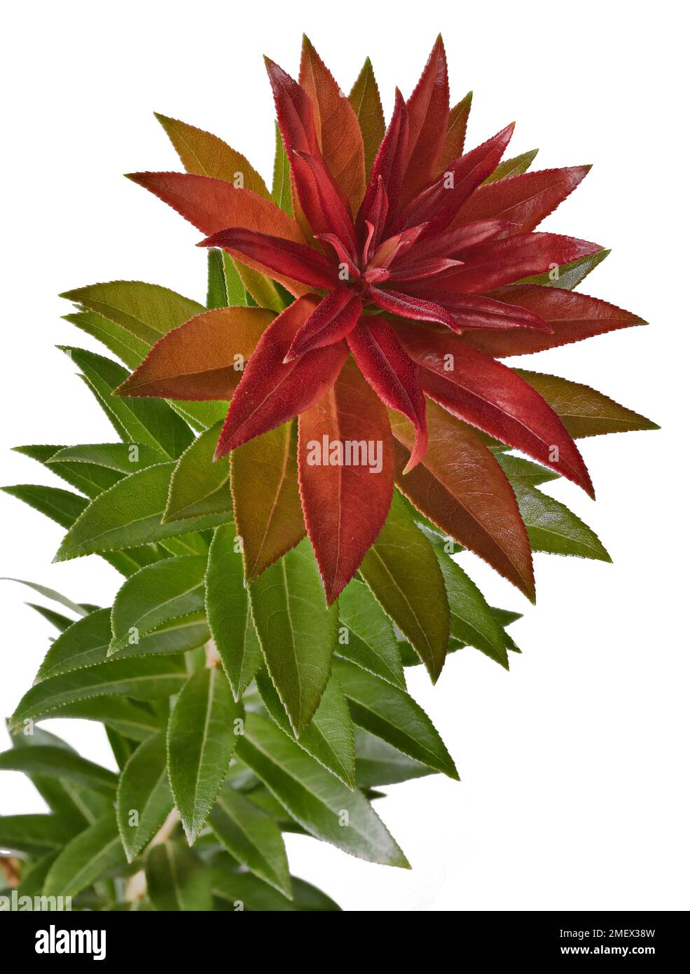 Pieris formosa var. forrestii 'Wakehurst' Young evergreen foliage that ...