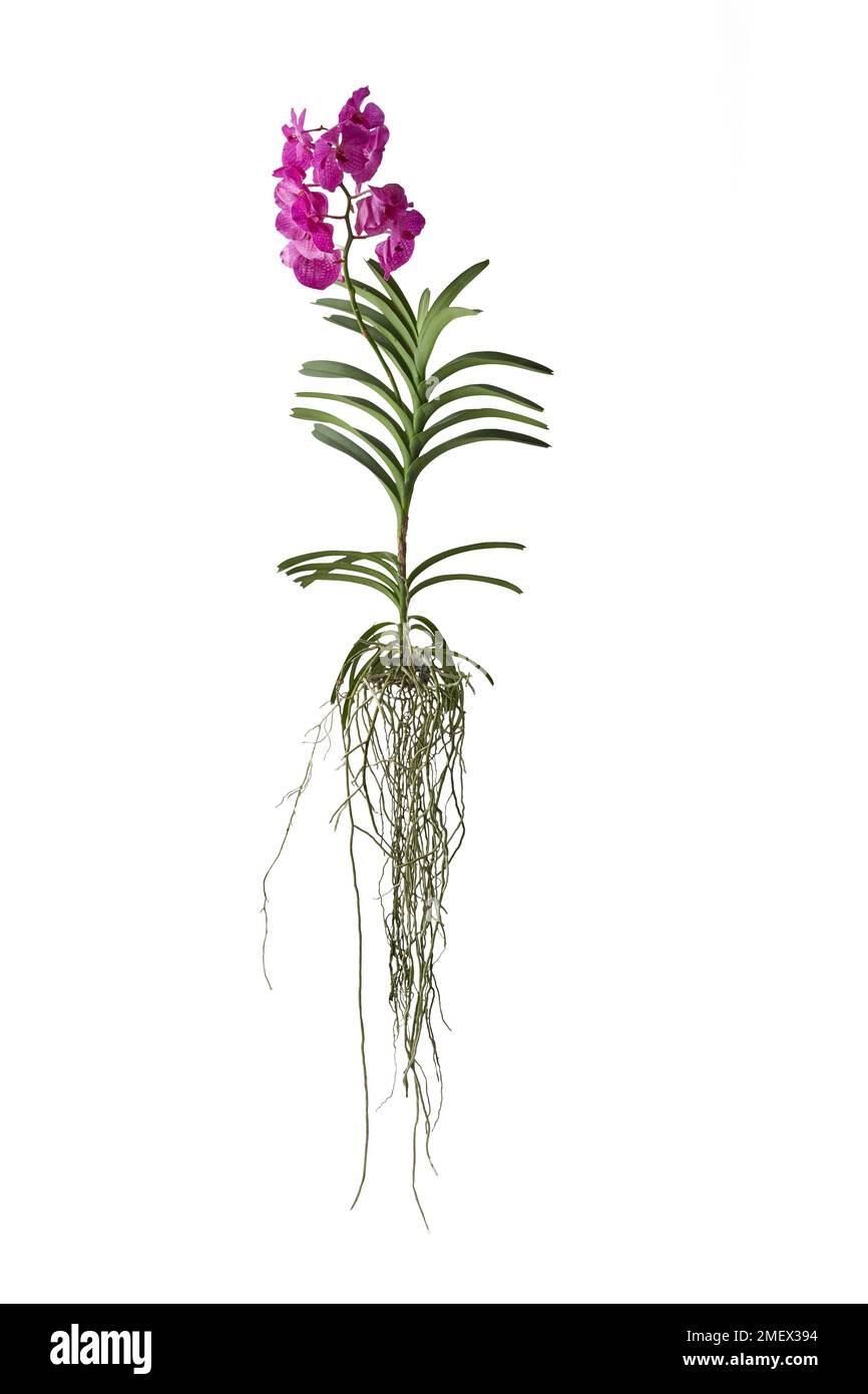 Vanda plant Cut Out Stock Images & Pictures - Alamy
