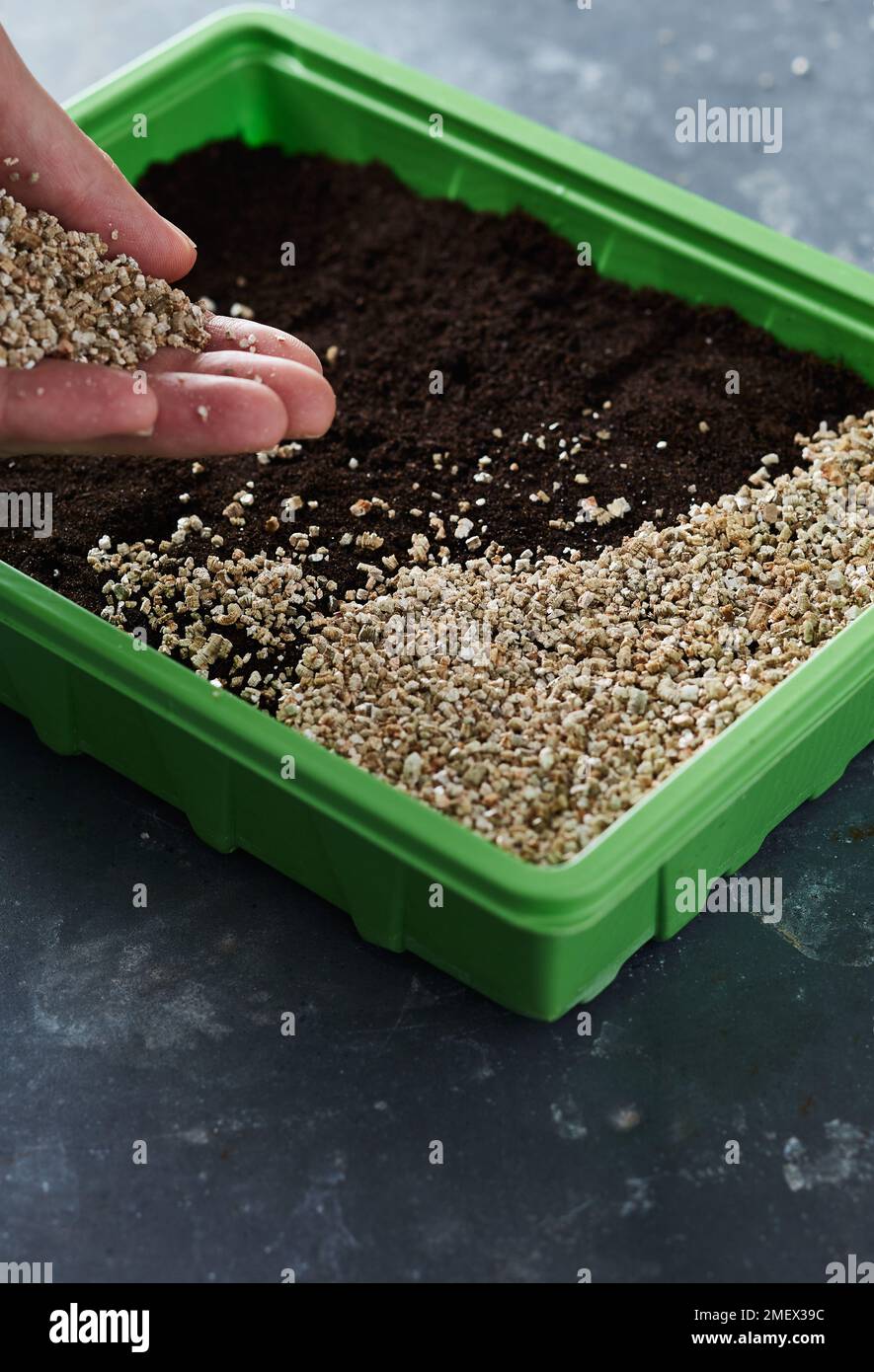 Sowing seeds covering with vermiculite hi-res stock photography and ...