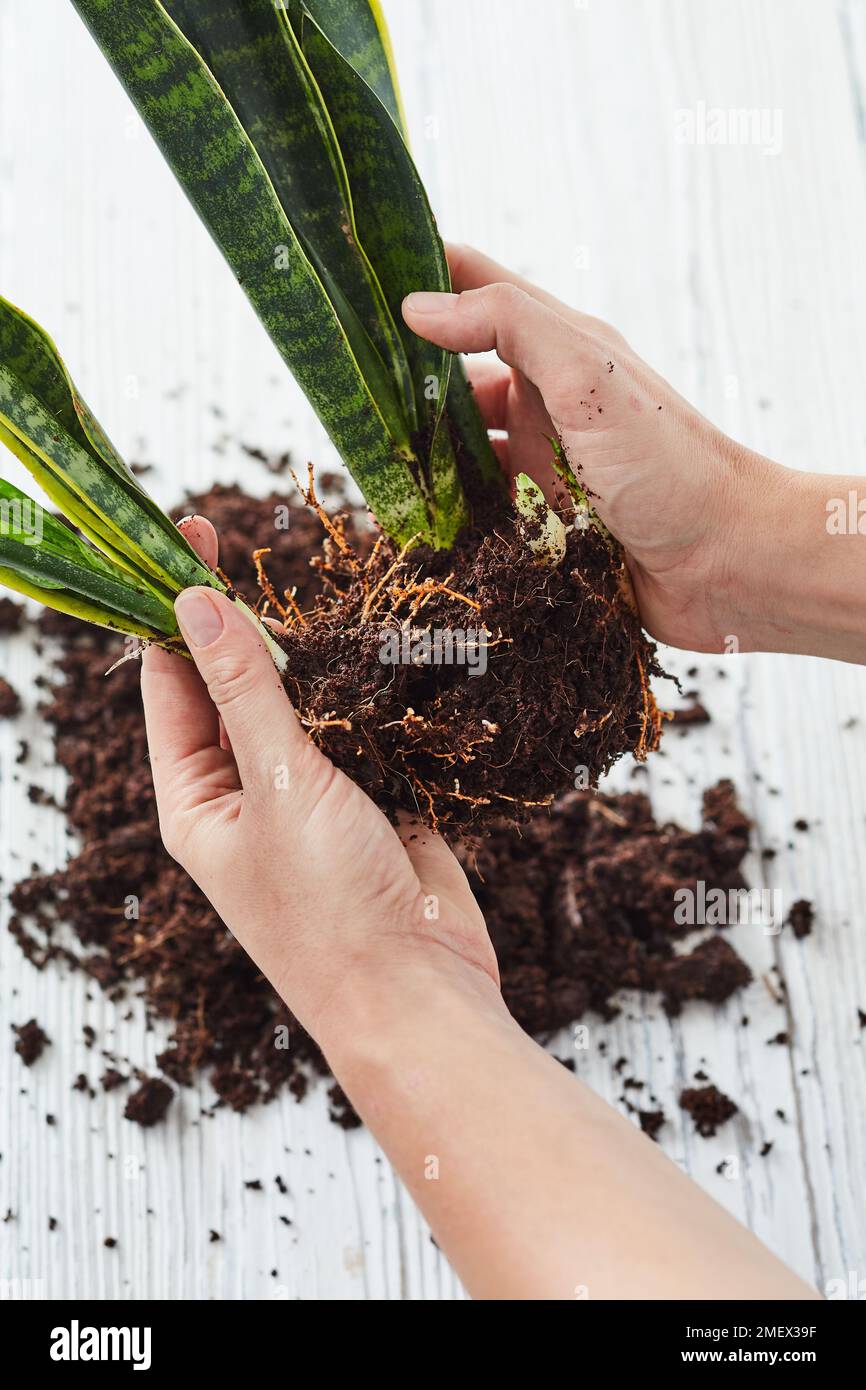 How to divide a plant, divide roots Stock Photo - Alamy