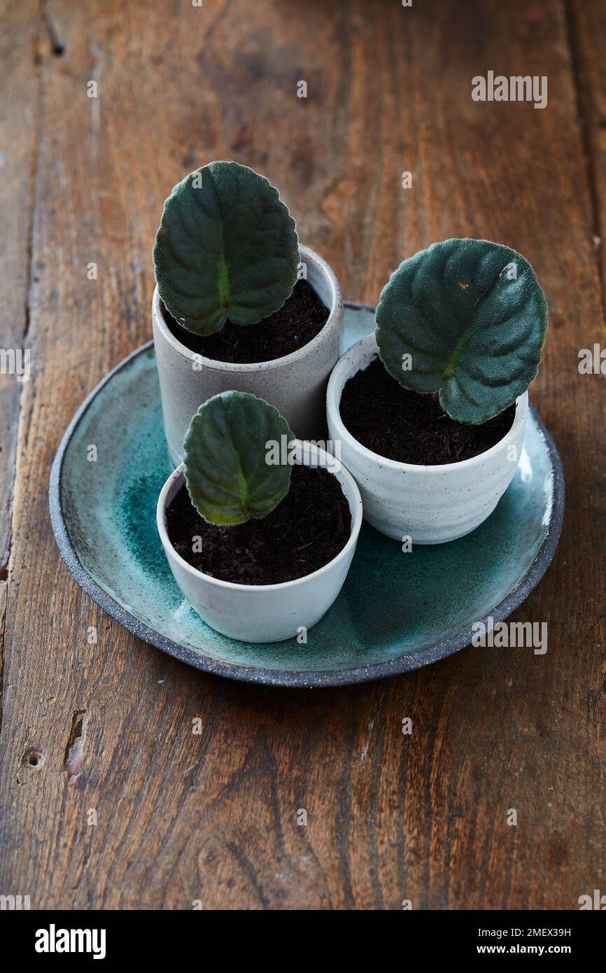 Easy water method cut stems potted up Stock Photo - Alamy