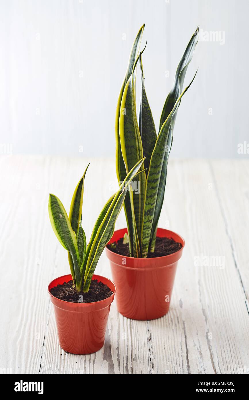 How to divide a plant, two plants potted up Stock Photo - Alamy