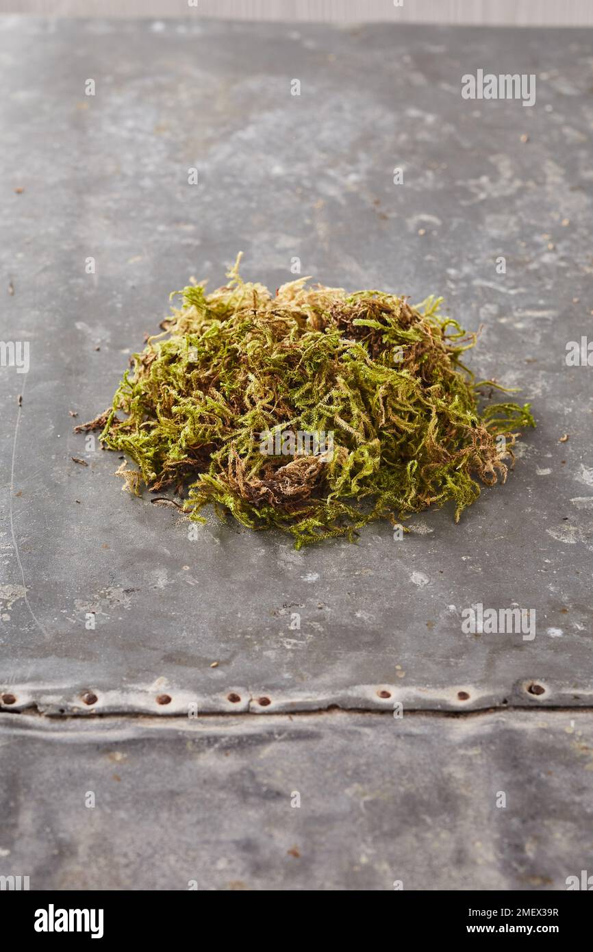 Moss image hi-res stock photography and images - Alamy