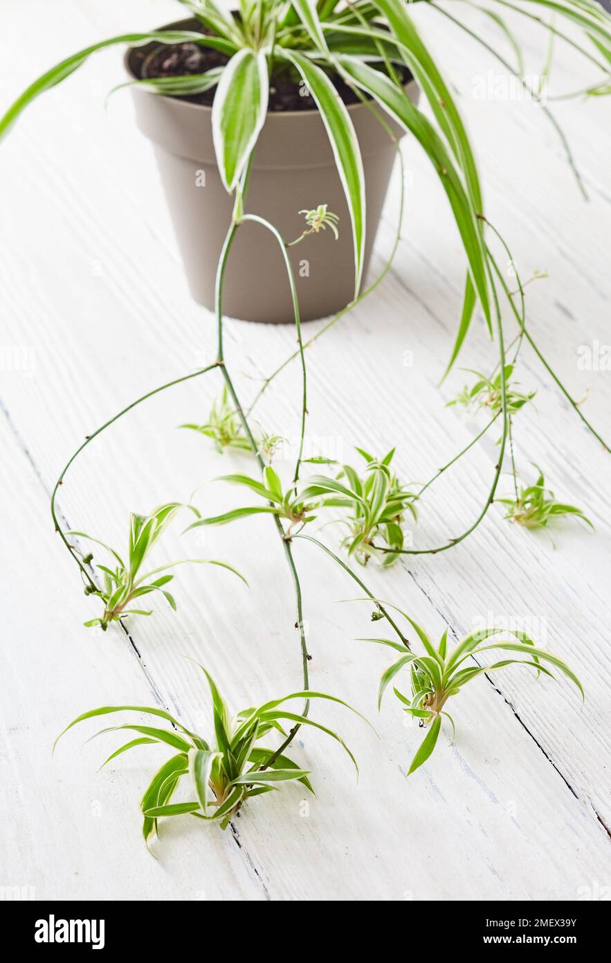 Propagating offsets mature plant hi-res stock photography and images ...