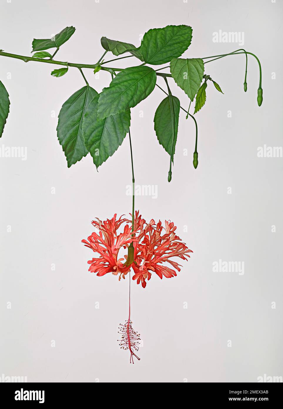 Hibiscus schizopetalus (Japanese hibiscus, Japanese lantern) foliage ...