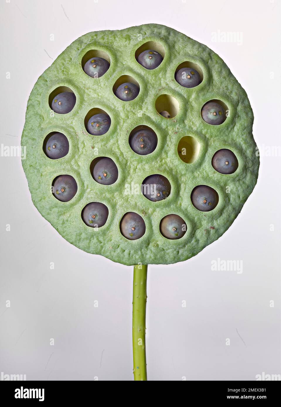 Nelumbo 'Charles Thomas' (lotus) ripening seed head Stock Photo - Alamy