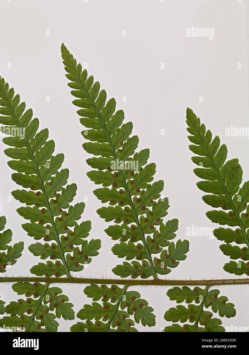 Clusters growth hi-res stock photography and images - Alamy