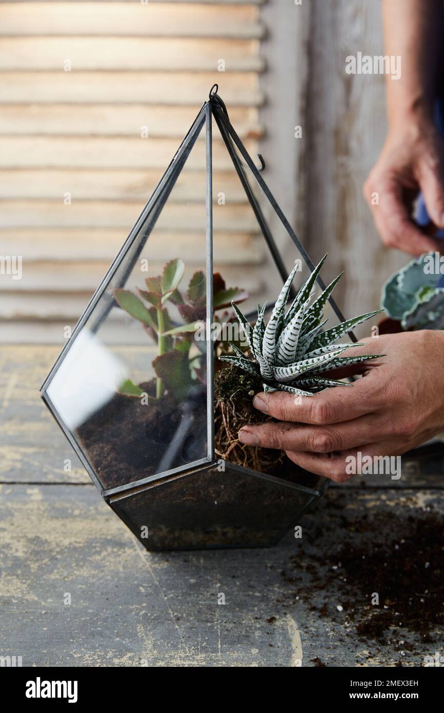 Dry terrarium step 6 adding plants hi-res stock photography and images - Alamy