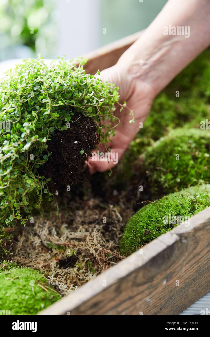 Moss frame project step 3 adding cushion moss Stock Photo - Alamy