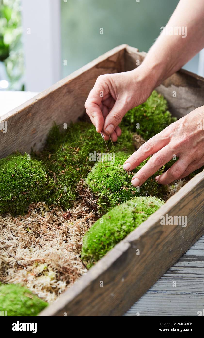 Moss frame project step 3 adding cushion moss Stock Photo - Alamy