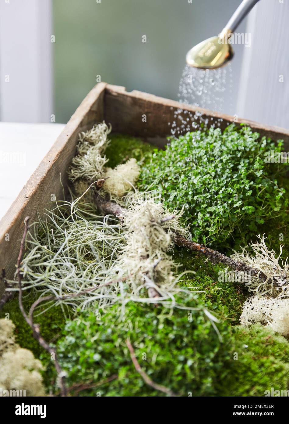 Moss frame project step Stock Photo - Alamy