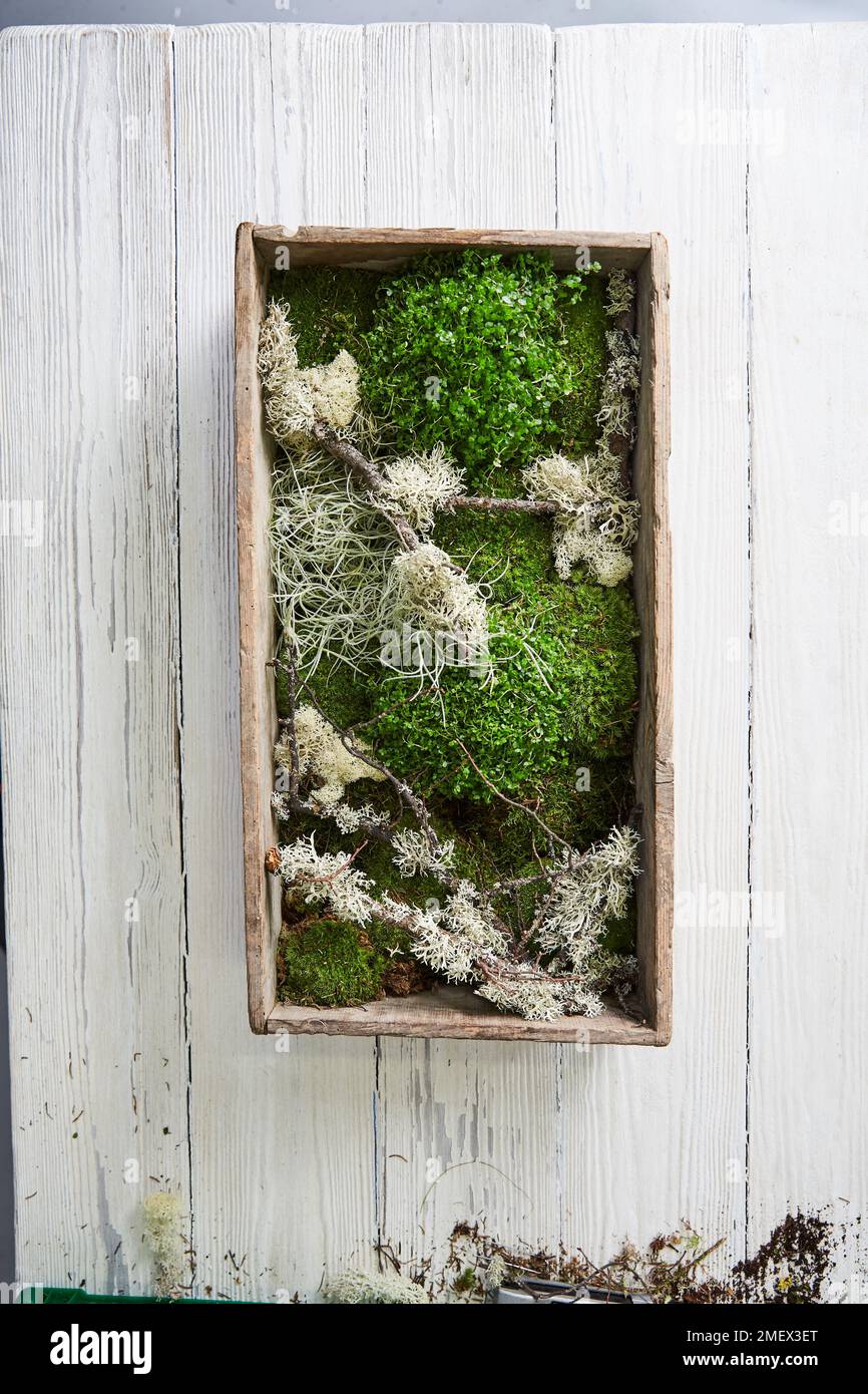 Moss frame hi-res stock photography and images - Alamy