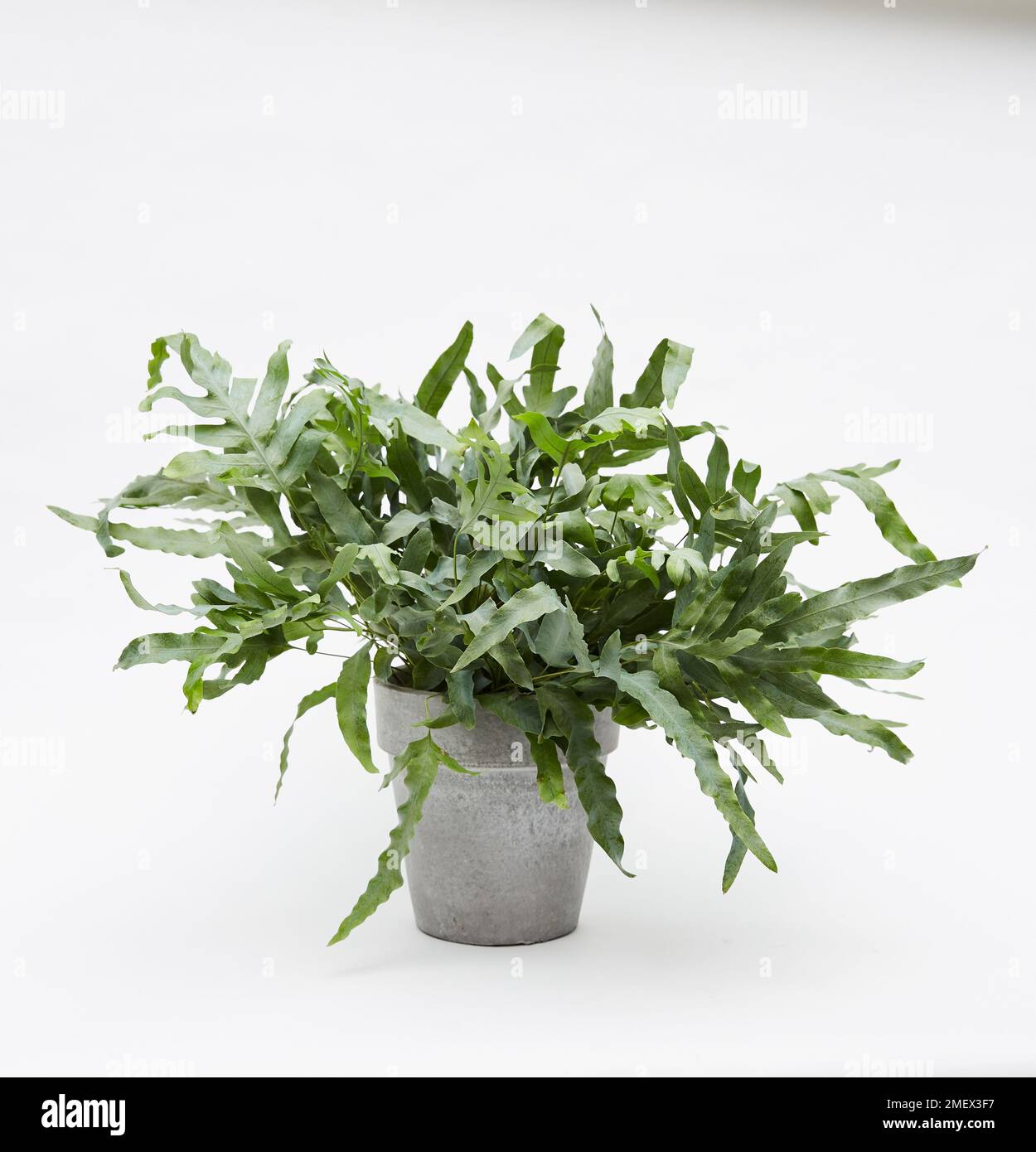 Phlebodium aureum (Blue star fern Stock Photo - Alamy