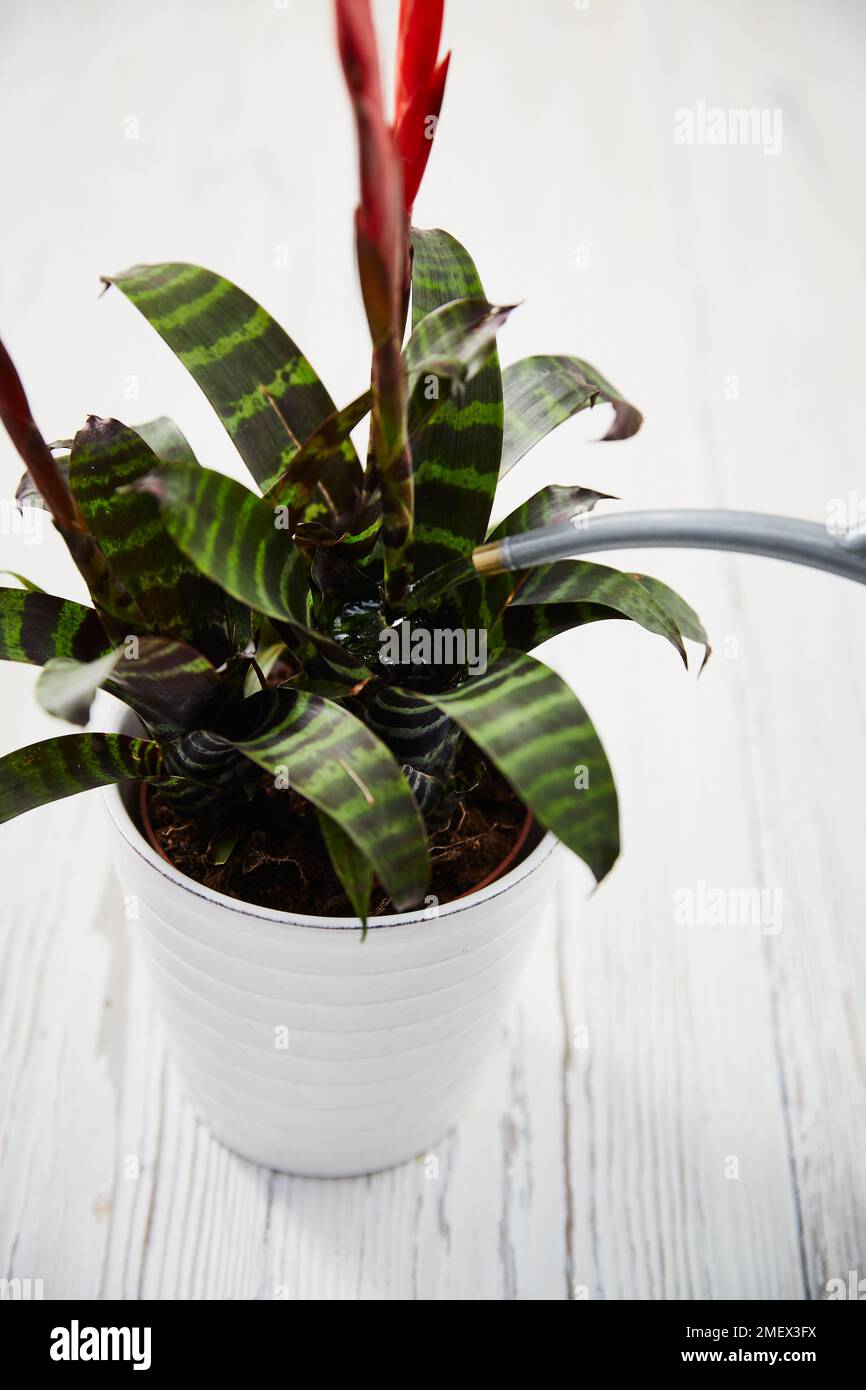 How to water a Bromeliad Stock Photo - Alamy