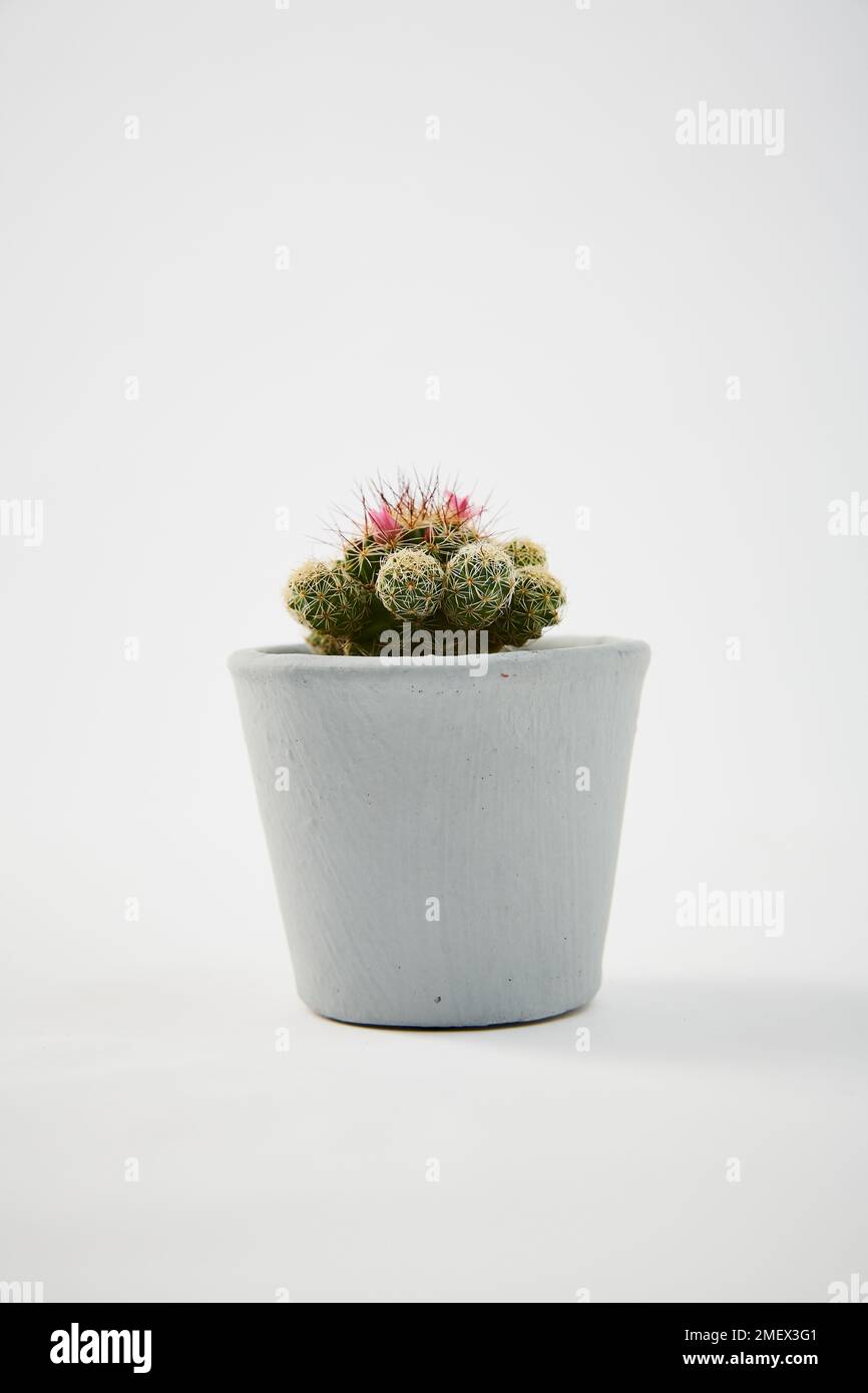 Cluster of cactus hi-res stock photography and images - Alamy