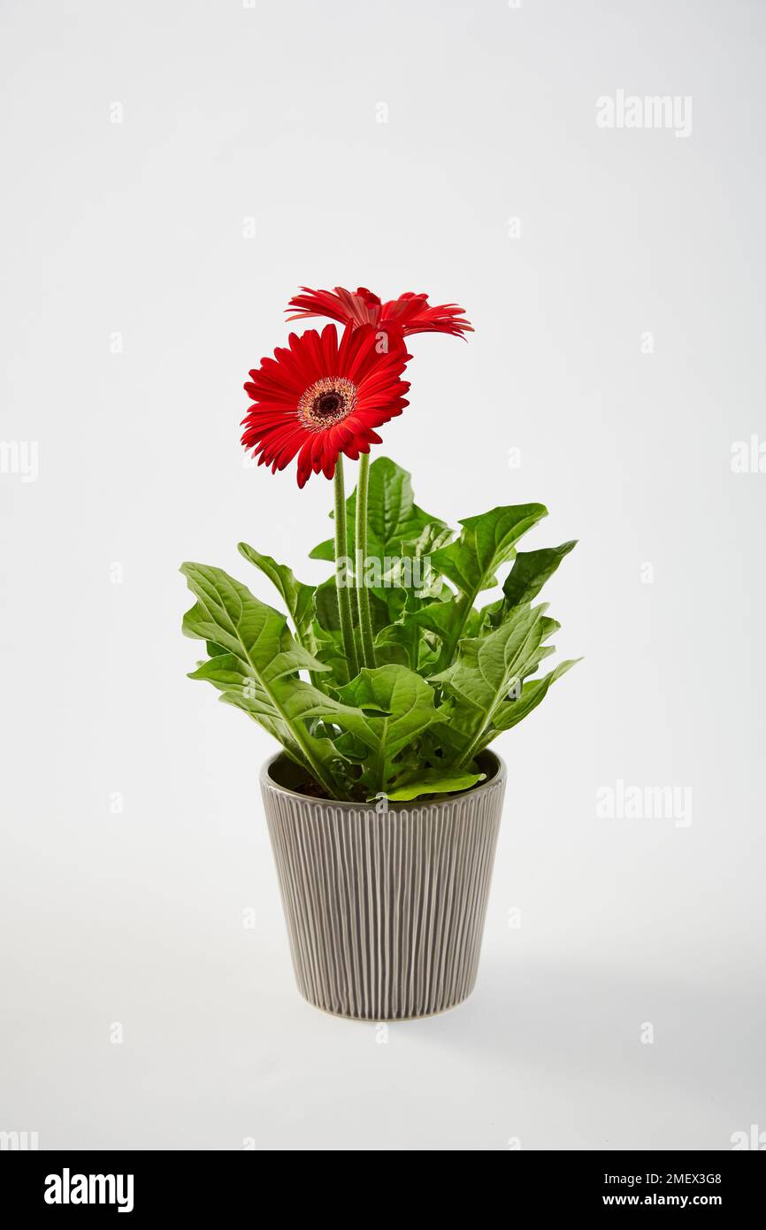 Gerbera flower plant pot hi-res stock photography and images - Alamy