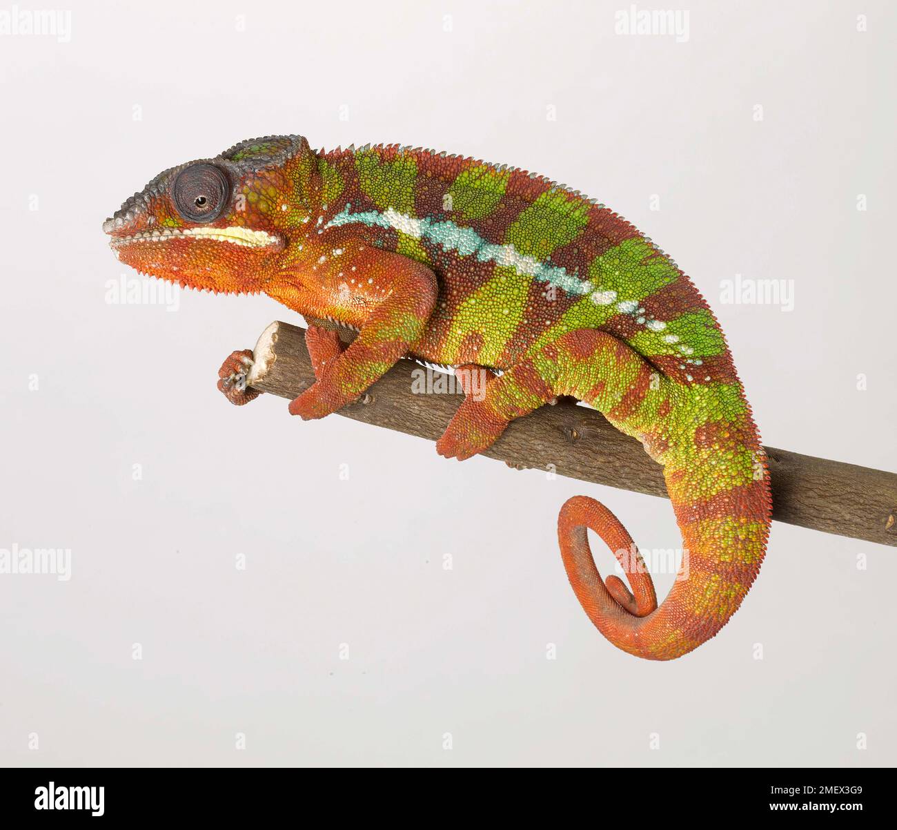 Panther chameleon Furcifer pardalis Stock Photo - Alamy