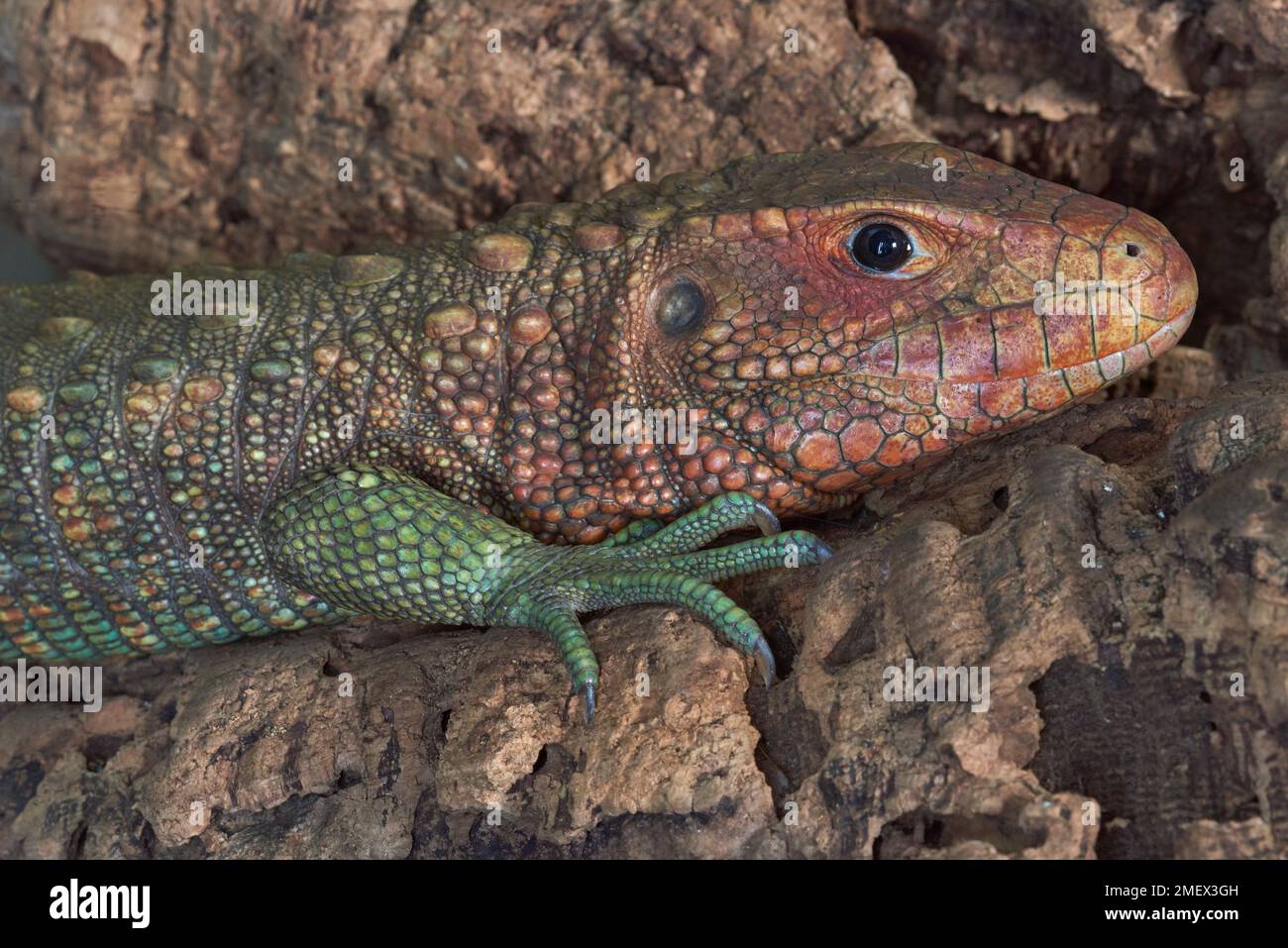northern caiman lizard Dracaena guianensis Stock Photo - Alamy