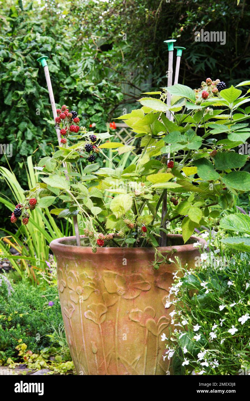 Container of blackberries hi-res stock photography and images - Alamy