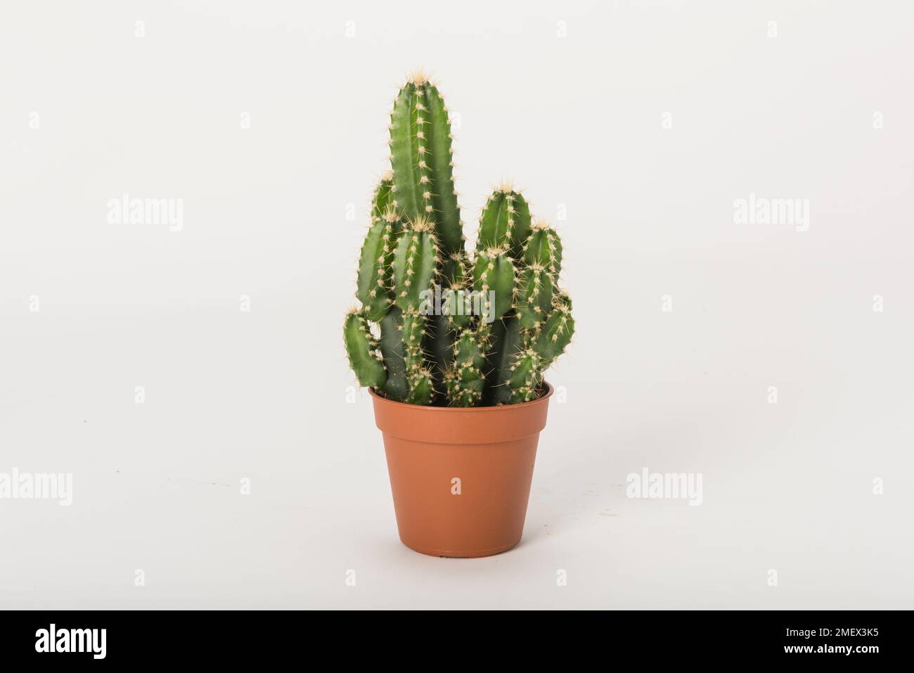 Fairy castle cereus hi-res stock photography and images - Alamy