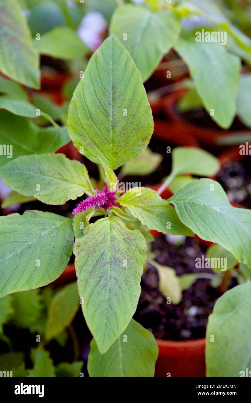 Amaranth seedlings hi-res stock photography and images - Alamy